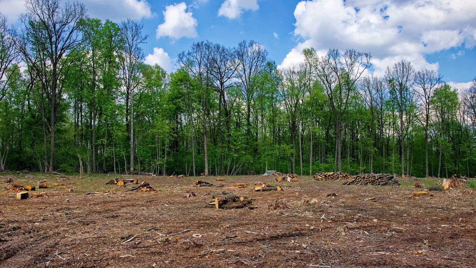 What is Land Clearing | Property Owner Guide | JMT Earthworks